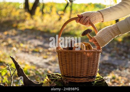 Woman with wicker basket full of porcini walking in autumn forest ...