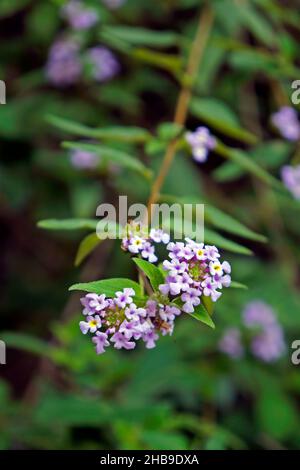 Bushy lippia flowers (Lippia alba Stock Photo - Alamy