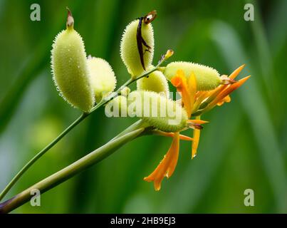 Flowers and seed pods of Canna jaegeriana. Ecuador, South America Stock ...