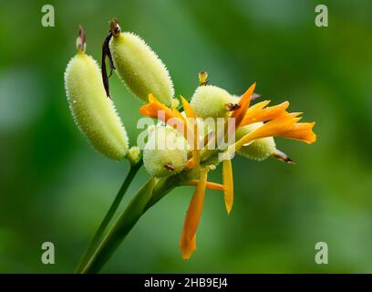 Flowers and seed pods of Canna jaegeriana. Ecuador, South America Stock ...