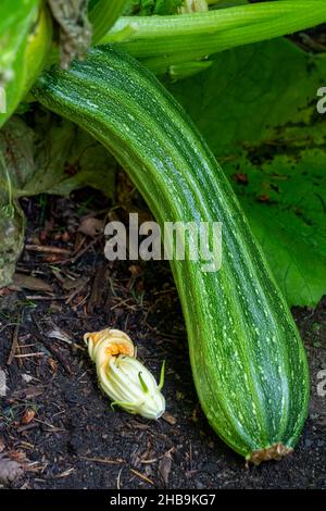 Issaquah, Washington, USA. Costata Romanesco squash has stripes and is ...