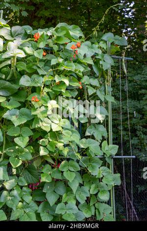 Issaquah, Washington, USA. Scarlet Runner Beans growing on a trellis ...
