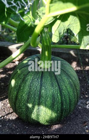Green Unripe Pumpkin Ripening on the Vine in Fall Garden Stock Photo ...