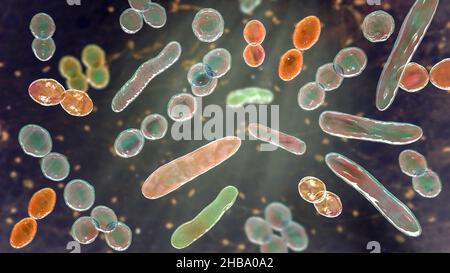 Bacteria of different shapes, computer illustration showing three main ...