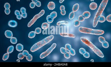 Streptococcus pyogenes bacteria. 3D computer illustration of ...