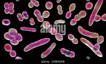 Bacteria of different shapes, computer illustration showing three main ...