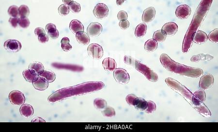 Streptococcus pyogenes bacteria. 3D computer illustration of ...