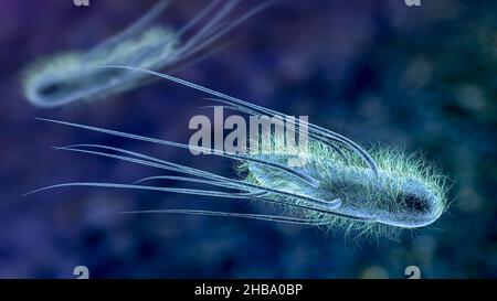 Escherichia coli bacteria, computer illustration. E. coli is a rod ...