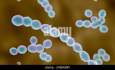 Leuconostoc bacteria, computer illustration. These are Gram-positive ...