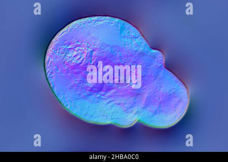 Malassezia skin fungus, illustration Stock Photo - Alamy