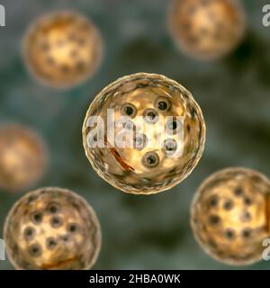 Cysts of Entamoeba coli protozoan, computer illustration. E. coli is a ...