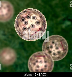 Cysts of Entamoeba coli protozoan, computer illustration. E. coli is a ...