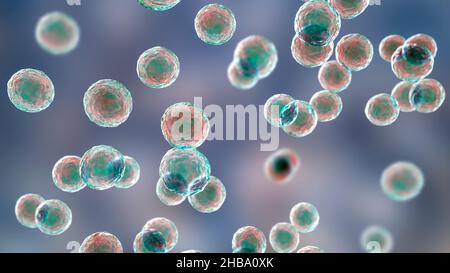 Pediococcus bacteria, illustration Stock Photo - Alamy