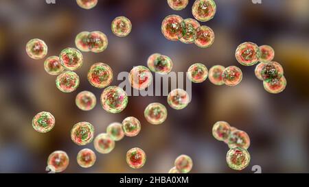 Pediococcus bacteria, illustration Stock Photo - Alamy