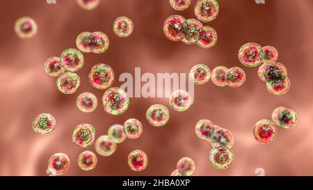 Pediococcus bacteria, illustration Stock Photo - Alamy