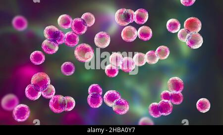 Pediococcus bacteria, illustration Stock Photo - Alamy