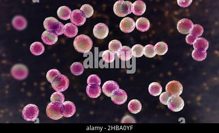 Pediococcus bacteria, illustration Stock Photo - Alamy