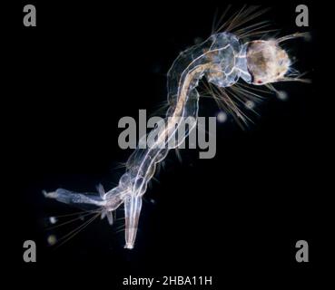 Anopheles mosquito larva under a microscope. Mosquitoes can act as ...