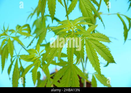 Cannabis leaves on blue background top view with copy space Stock Photo ...