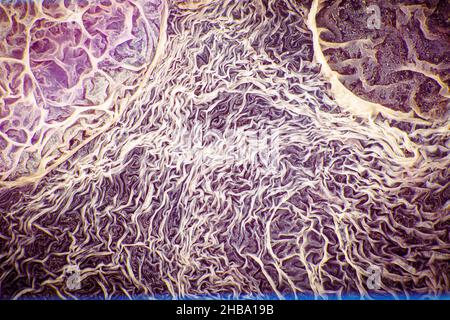 Fungal growth on biological material microscopic image Stock Photo - Alamy