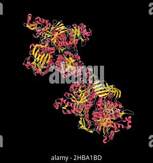 Molecule of beta-hexosaminidase A enzyme, or HEXA, illustration ...
