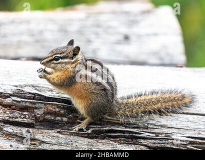 least chipmunk, Neotamias minimus, Yellowstone National Park, USA ...