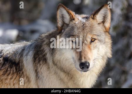 Wild wolf, Denali National Park, Alaska Stock Photo - Alamy