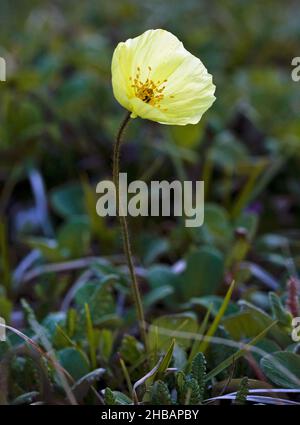 Arctic Poppy (Papaver lapponicum) yellow wildflower in Denali National ...