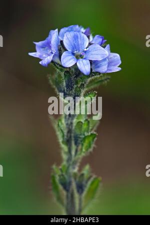 Alpine Veronica, a wildflower native to Denali National Park, in full ...