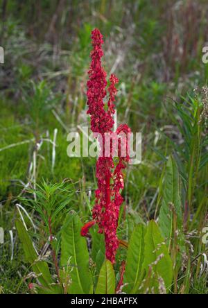 Arctic Dock (Rumex arcticus Stock Photo - Alamy