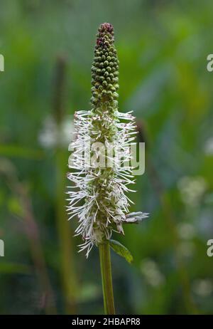Sitka Burnet wildflower (Sanguisorba stipulata) Denali National Park ...