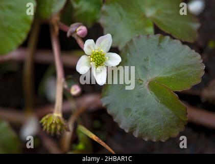 Floating Marsh-marigold (Caltha natans Stock Photo - Alamy