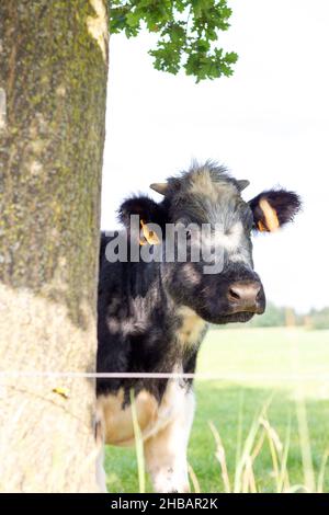 Brecht, Belgium - September 26 2021: A portrait of a black and white ...