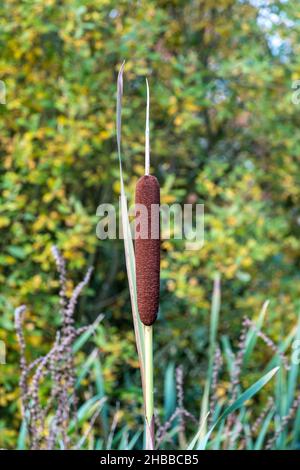 Bulrush, Bullrush, Reedmace or Reed Mace (Typha latifolia) seed heads ...