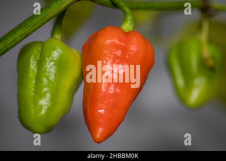 unripe 7 pot chili pepper Stock Photo - Alamy