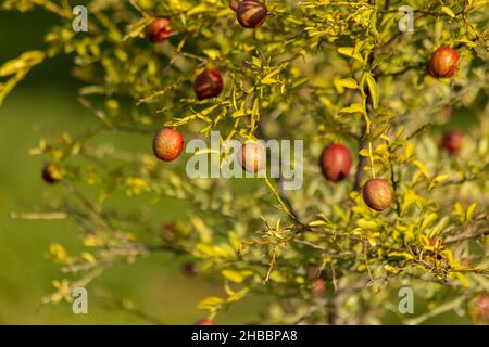 AUSTRALIAN BLOOD-RED LIME SEEDLING RARE VARIETY LEMON SEEDLING Stock ...