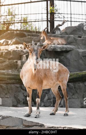 Markhor (Capra fakoneri) in zoological garden Stock Photo - Alamy