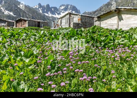 Golezena, a highland village in the Ardeşen district of Rize, offers ...