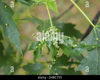 Maple tree disease by the gall mites causing red bumps on leaves; maple ...