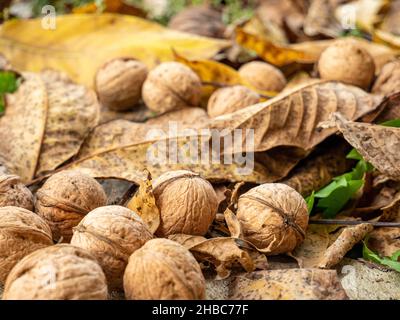 A closeup of walnuts on the ground with leaves Stock Photo - Alamy