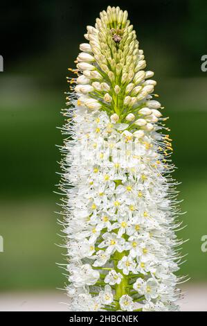 White Eremurus growing in the garden Stock Photo - Alamy