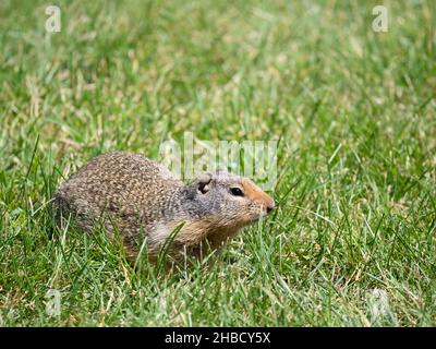 Columbian ground squirrel in Chain Lakes Provincial Park, Alberta ...