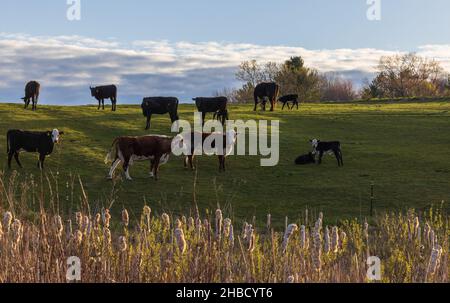 Curious Holstein dairy cows feed on silage in a freestall barn at a ...