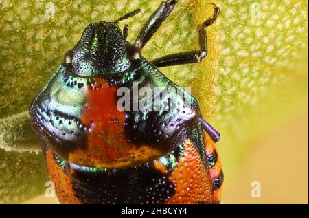 Super macro dorsal view of Red Jewel Bug (Choerocoris paganus) nymph on ...