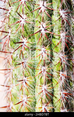Cactus spiked. Cactus backdround, cacti design or cactaceae pattern ...