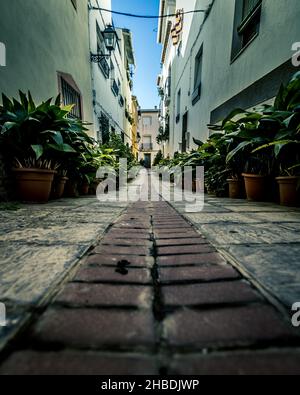 Plants in pots in the street near the florist shop entrance Stock Photo ...