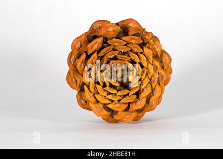 Pine Leaf Structure Stock Photo - Alamy