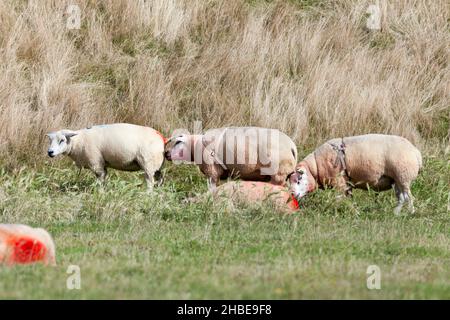Texel sheep, two rams wearing each a raddle, one copulating with a ewe ...