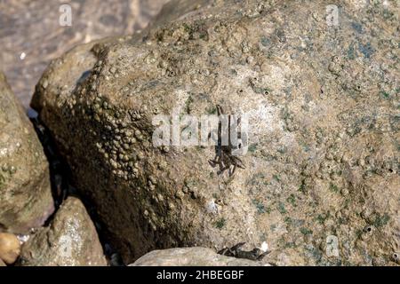 Mediterranean crabs above the rocks Stock Photo - Alamy