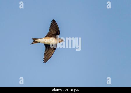 Gray-breasted Martin (Progne chalybea Stock Photo - Alamy